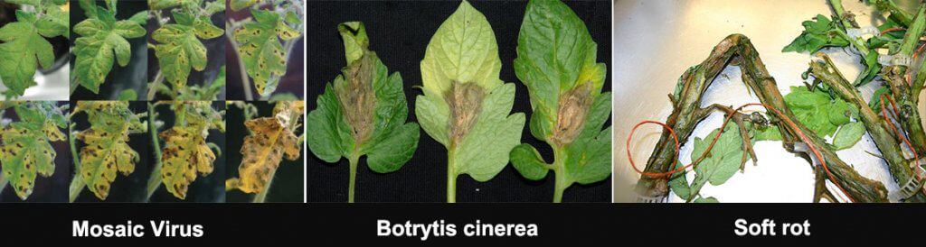 Chitosan Fertilizer Organic Biostimulants for Plants