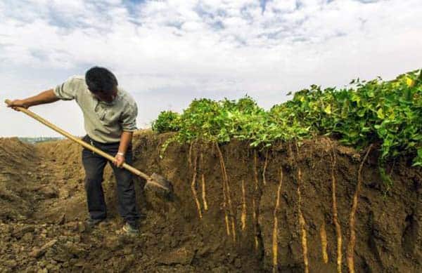 Mechanism of Crop Rotation and Application in Planting