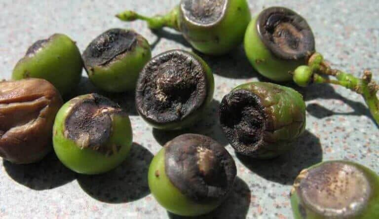 Most Common Grapevine Diseases - Dora Agri-Tech