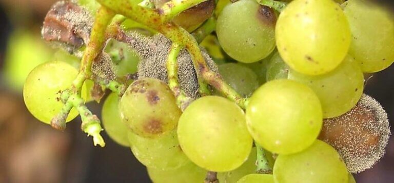 Most Common Grapevine Diseases - Dora Agri-Tech