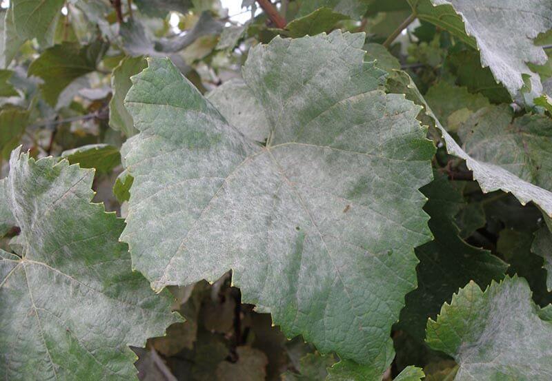 Most Common Grapevine Diseases - Dora Agri-Tech
