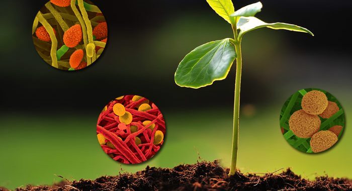 Biostimulants Market Growth Development & Forecasts - Dora Agri-Tech