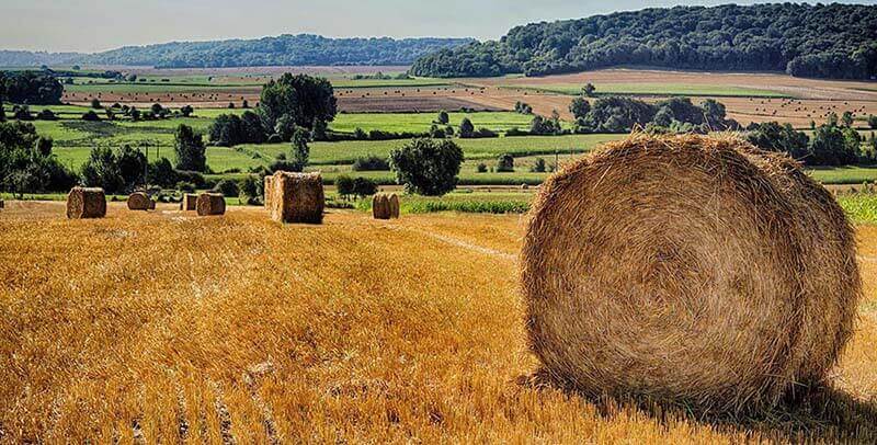 Straw Decomposing Agent Applications In Agriculture straw-decomposing-agent-applications-in-agriculture