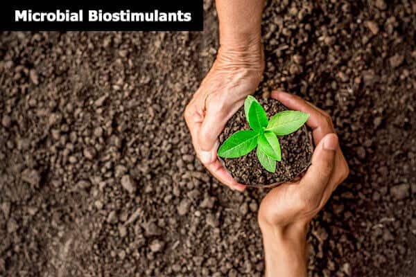 What are Biostimulants? - Dora Agri-Tech