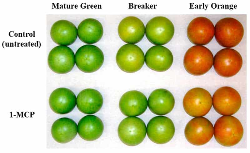 1-Methylcyclopropene (1-MCP) Ethylene Inhibitor Agent - Dora Agri-Tech