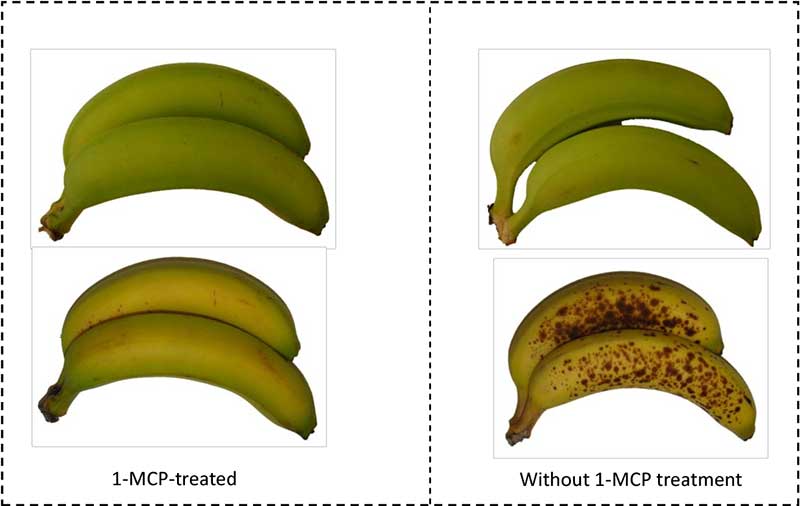 1-Methylcyclopropene (1-MCP) Ethylene Inhibitor Agent - Dora Agri-Tech