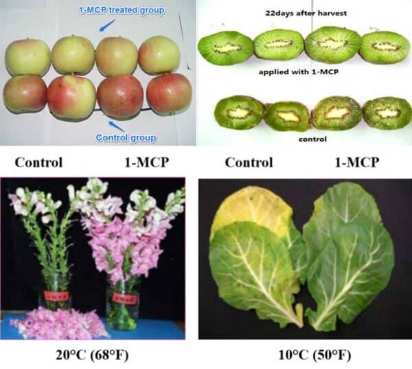 1-Methylcyclopropene (1-MCP) Ethylene Inhibitor Fresh Keeping Agent