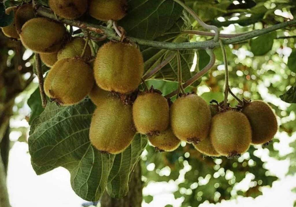 1-Methylcyclopropene 1-MCP on Fruits-Kiwi Fruit Shelf Life