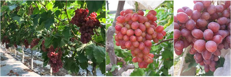 Dora 5% Prohydrojasmon Color Improvement for Grape and Apple