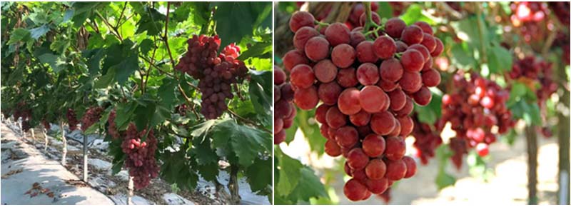 5 Important Factors Affecting Table Grape Colour - Dora Agri-Tech