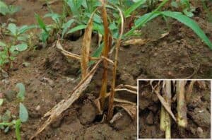 Common Diseases and Symptoms in Ginger Cultivation