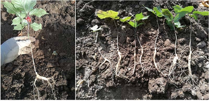 Causes and Mechanisms of Ginseng Continuous Cropping Obstacles