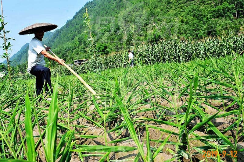 How to Relieve Ginger Continuous Cropping Obstacles - Dora Agri-Tech