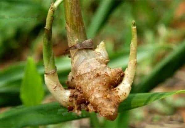 Common Diseases and Symptoms in Ginger Cultivation