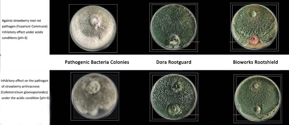 Dora Rootguard Vs Bioworks RootShield (Trichoderma Harzianum T-22)