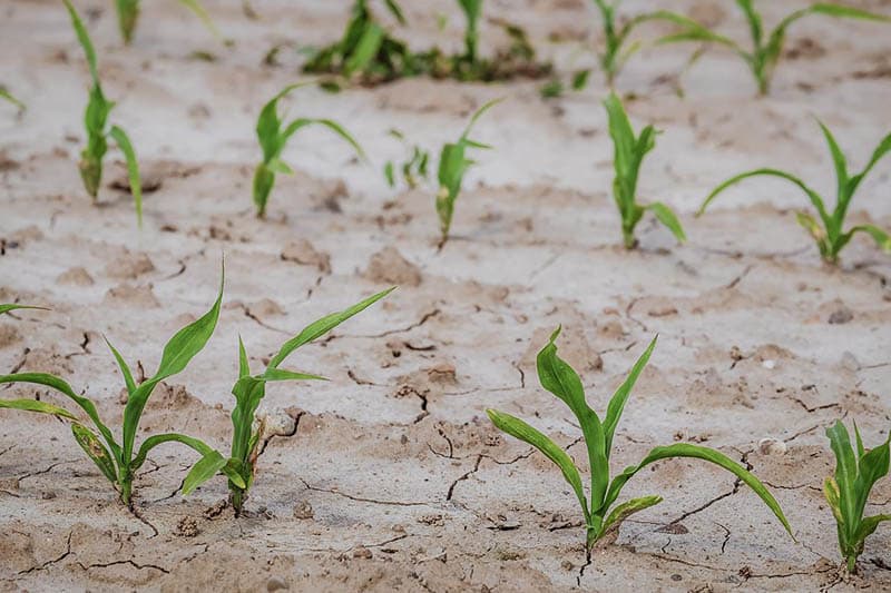 Improve Crop Drought Resistance Ability | Dora Agri