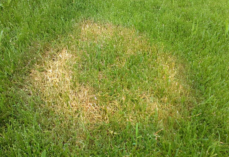 Biocontrol of Trichoderma Asperellum Against Rhizoctonia Solani