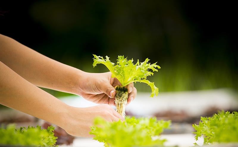 Effects of Humic Acid For Hydroponics Lettuce | Dora Agri