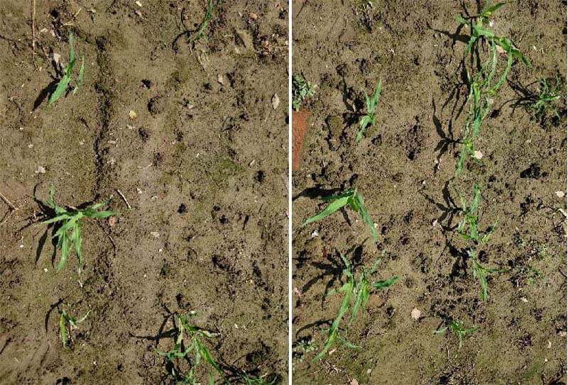 Quality Promotion Effect of Dora Polytite on Corn