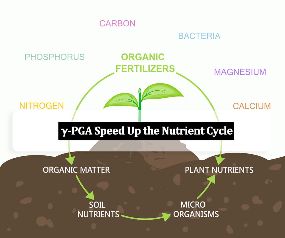 Gamma Polyglutamic Acid (γ-PGA) Application in Agriculture