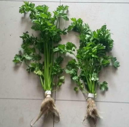 Synergistic Effect of Polyaspartic Acid on Hydroponic Nutrient Solution