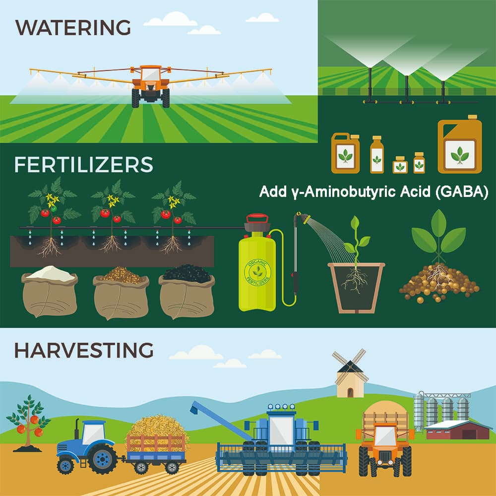 Fertilizer Synergist γ-Aminobutyric Acid (GABA) Application in Agriculture
