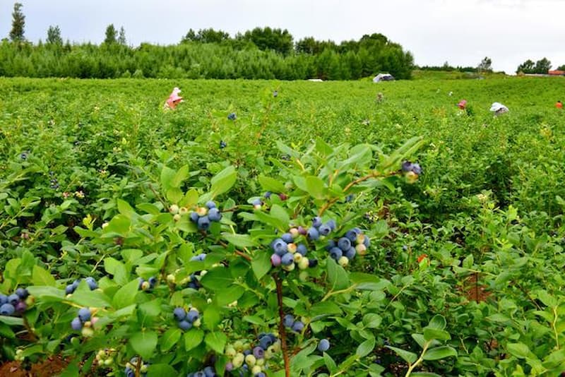 Precautions for Planting Blueberries in Hot Weather - Dora Agri-Tech