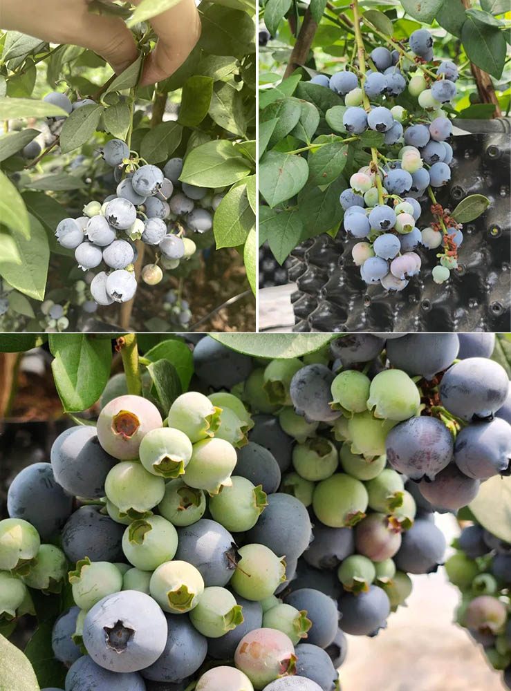 Blueberry Tasting: The Secret Weapon of High Yield and High Quality ...
