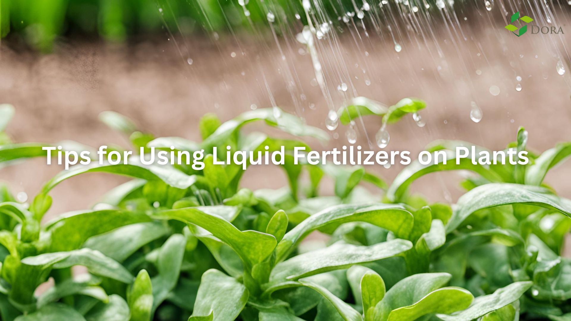 Tips for Using Liquid Fertilizers on Plants - Dora Agri-Tech