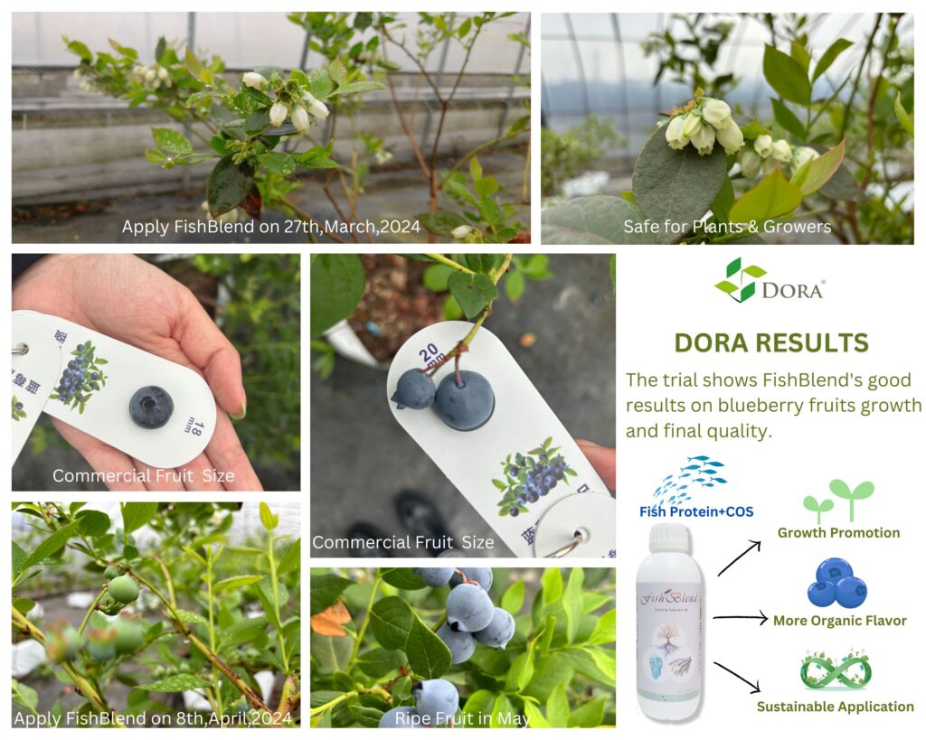 The 2024 Dora Field Trial on Blueberry - Dora Agri-Tech