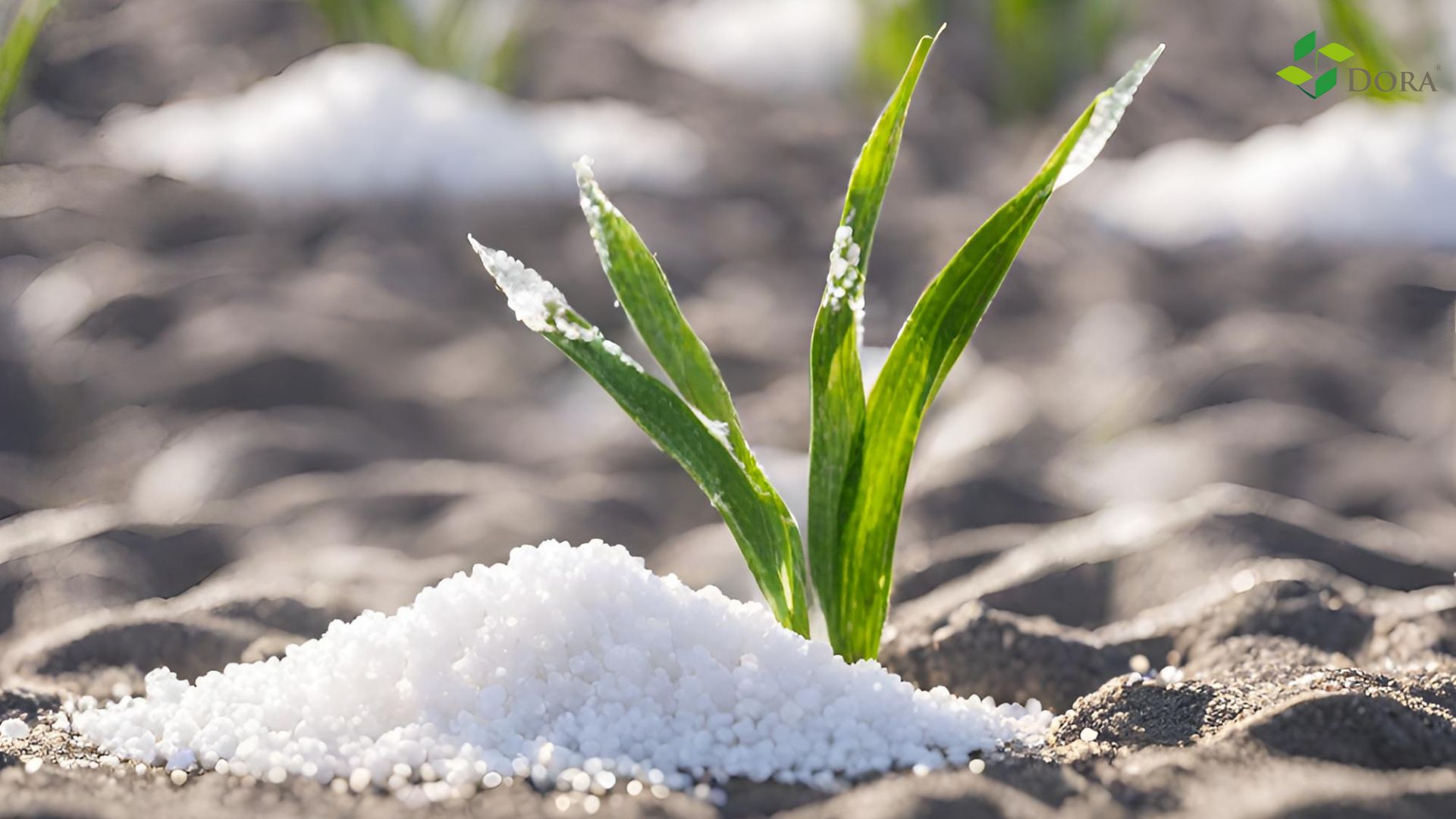 The Role of Glycine Betaine in Enhancing Salt Tolerance in Crops - Dora ...