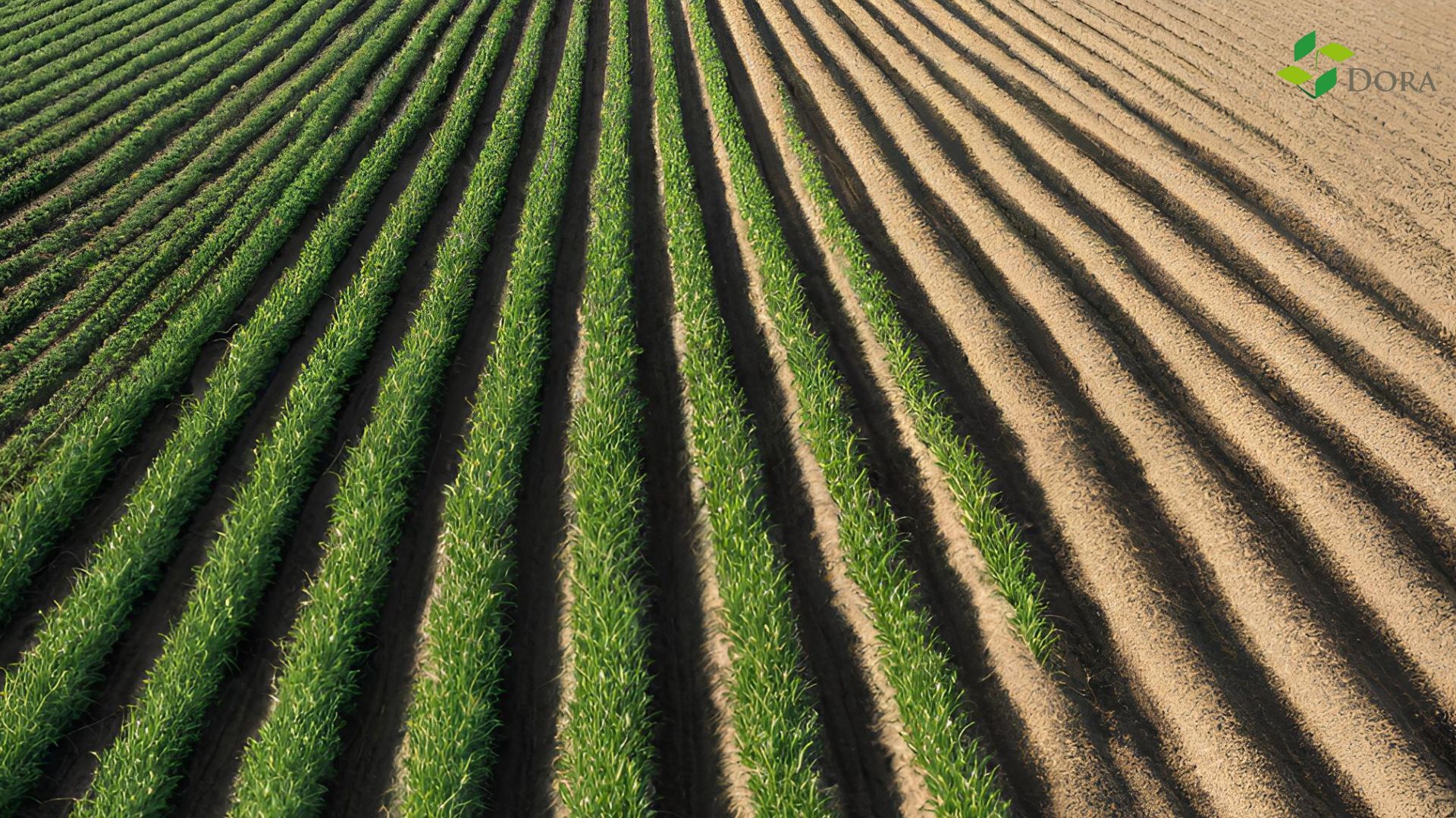 Enhance Plant Drought Tolerance By Glycine Betaine - Dora Agri-Tech