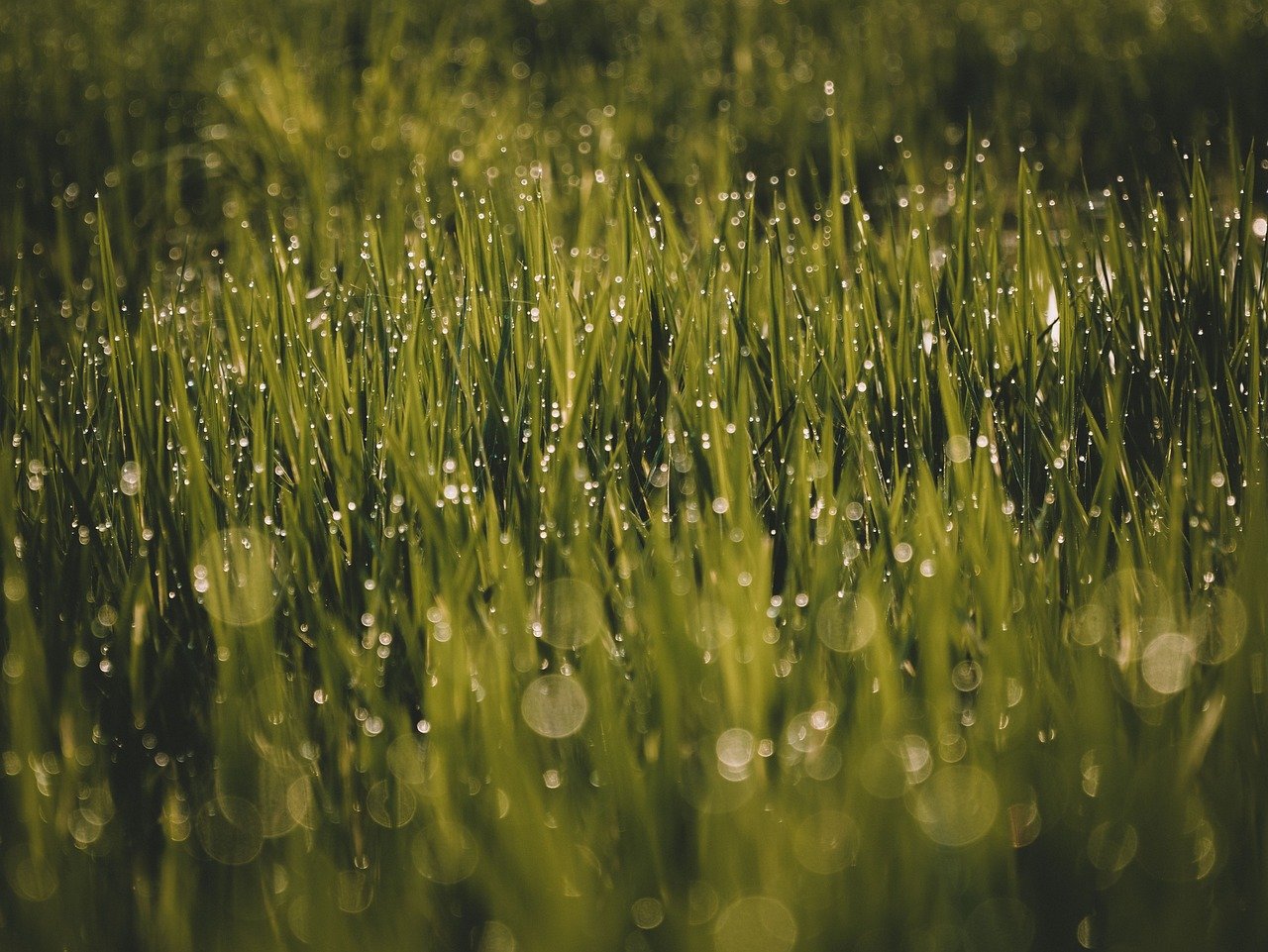 Abscisic Acid (ABA)-A Key Hormone in Plant Growth and Stress Response ...