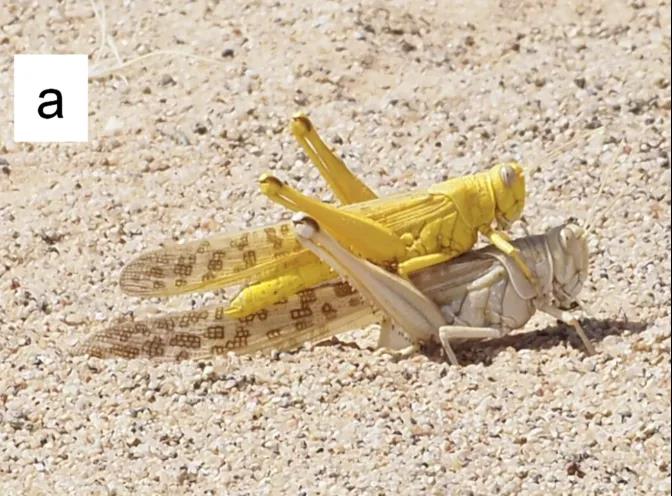 Interesting Nature: Male Locusts Act As Sun Umbrellas For Female ...
