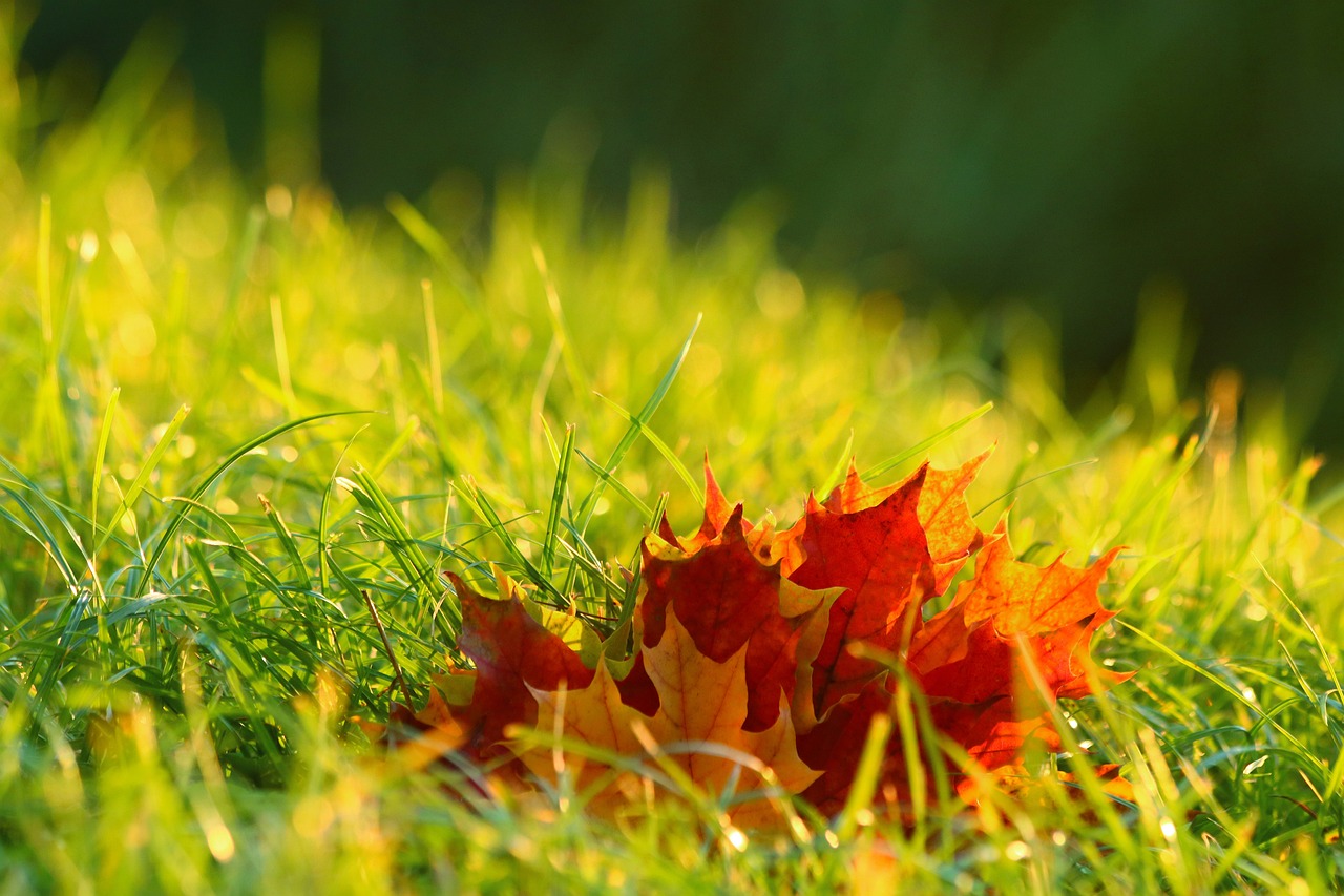 How To Keep Your Lawn Green In Fall and Winter - Dora Agri-Tech