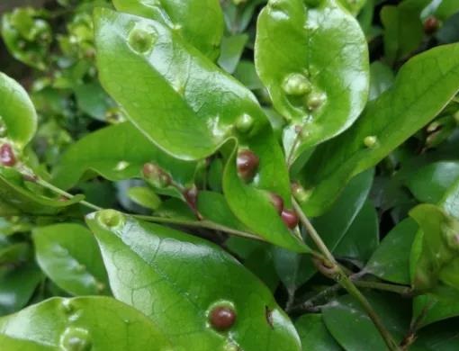 Unravel The Mystery of Galls on Trees: Identification, Formation, and ...