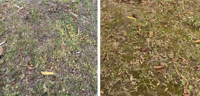 How to Achieve High-Efficiency Weed Removal Even in Cold Weather ...