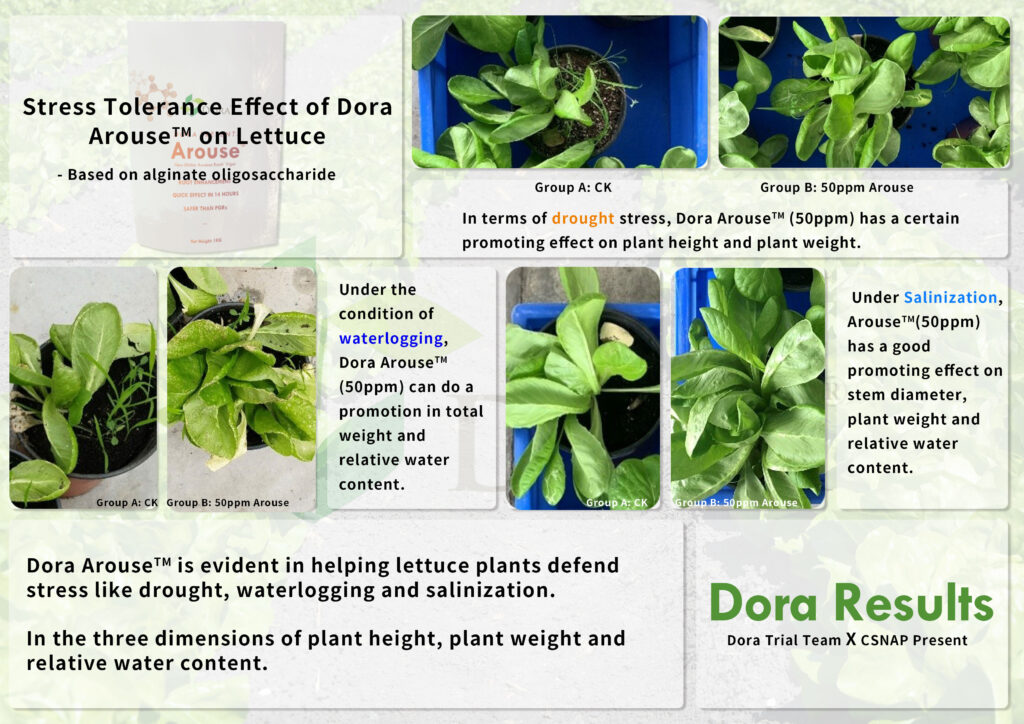 Stress Tolerance Effect of Dora AOS on Lettuce - Dora Agri-Tech