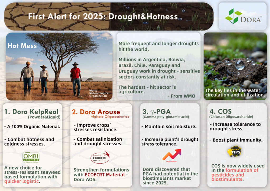 How Drought Stress Affect Corn Growth - Dora Agri-Tech