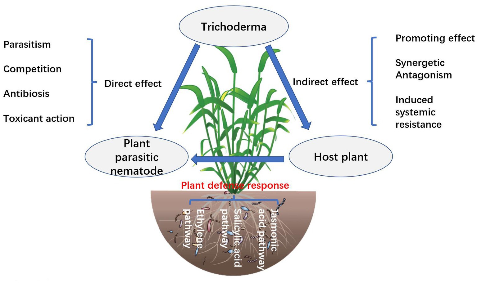 Can Trichoderma asperellum replace Trichoderma harzianum? - Dora Agri-Tech