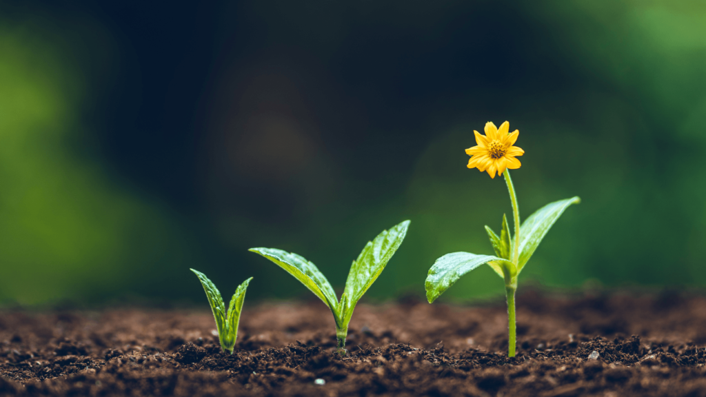 In-depth analysis of the causes of poor root development, stunted ...